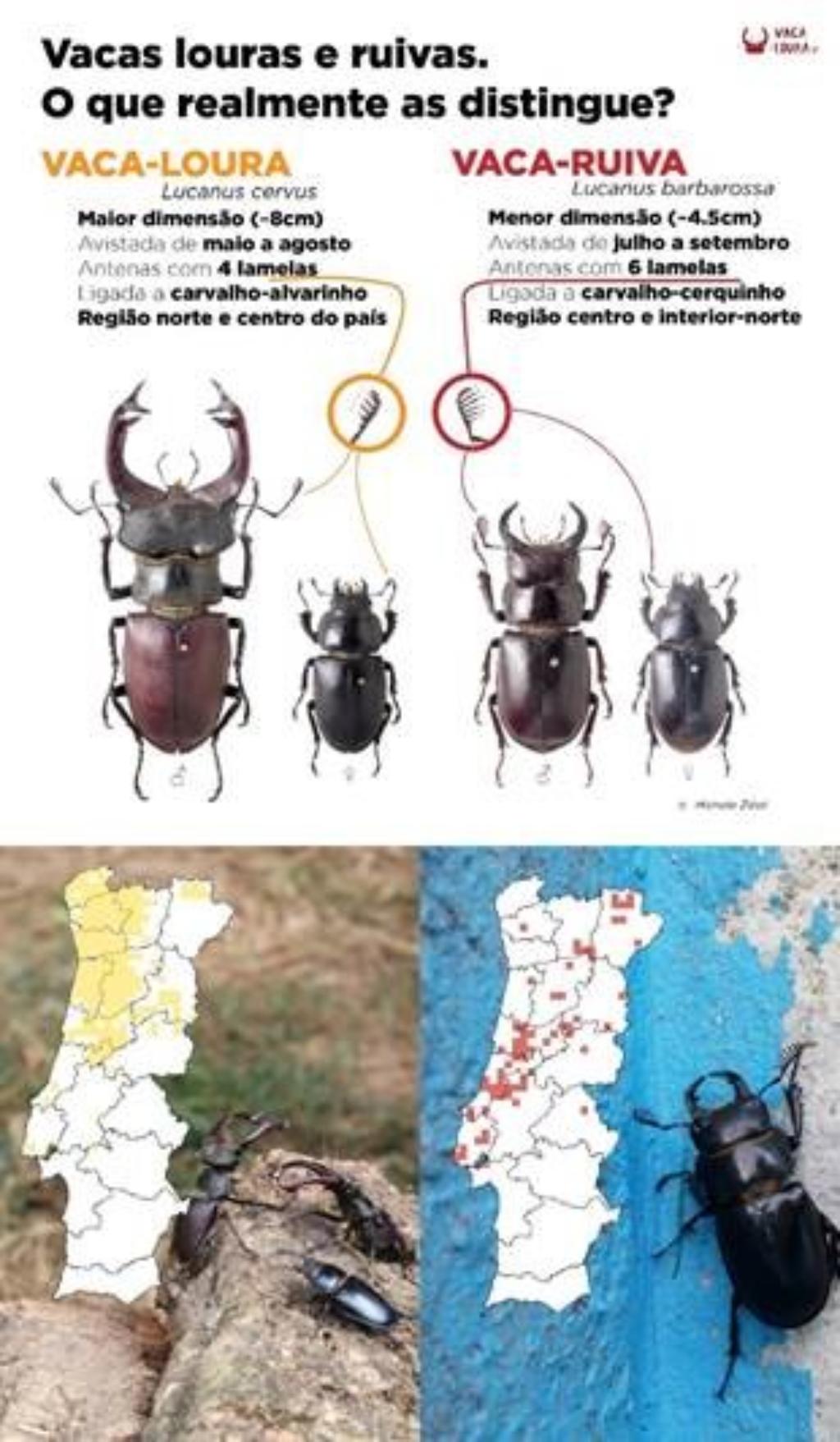 O maior escaravelho de Portugal precisa da nossa ajuda – Universidade FM