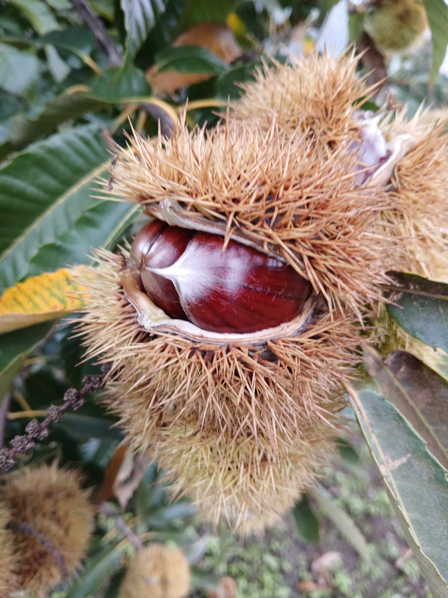 REFCAST promove Gala da Castanha – Universidade FM